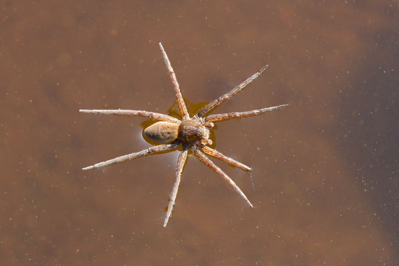 What is the Role of the Water Spider in Lean Manufacturing? - 6sigma
